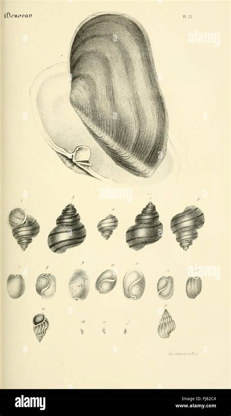 Conchological Library Shell Catalog Mollusks Harvard University MCZ Ernst Mayr Library