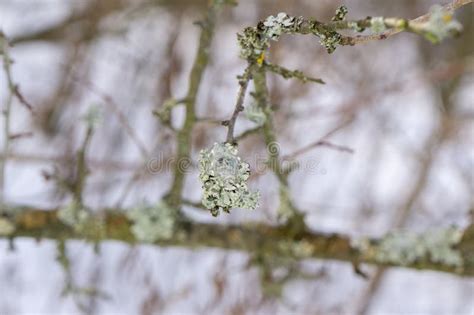 A Lichen Is A Composite Organism That Arises From Algae Or Cyanobacteria Living Among Filaments