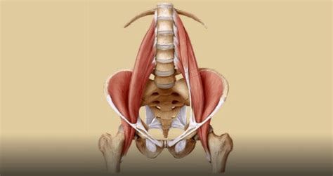 Psoas Major De Spier Van De Ziel