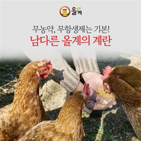 유기농식탉 올계란 계란 닭고기 유기농 유전자 조작 없는 유기농 사료만 먹고 항생제 성장 촉진제 살충제 등 닭에게 안 좋은 항생제들을 사용하지 않아 더욱