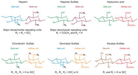 Glycosaminoglycan Structure
