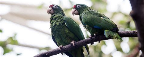 Puerto Rican Amazon Parrot