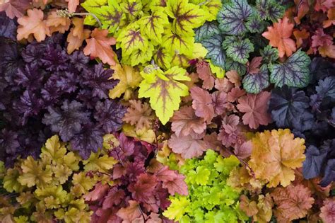 Coral Bells Plant Care And Growing Guide Почвопокровные растения