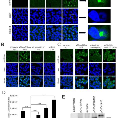 Loss Of Mitochondrial Localization Reduces D10s Gene Expression Download Scientific Diagram