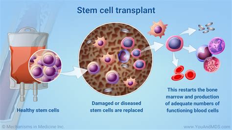 Slide Show Understanding Erythropoiesis