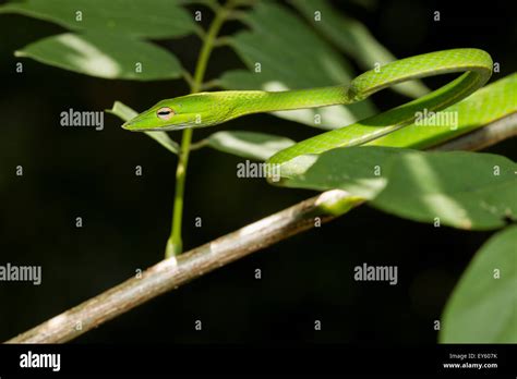 Oriental Whipsnake High Resolution Stock Photography And Images Alamy