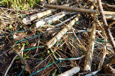 Wat Te Doen Tegen Kattenpoep Iris Garden Ecology