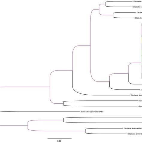 maximum likelihood phylogeny based on whole genome sequencing data of
