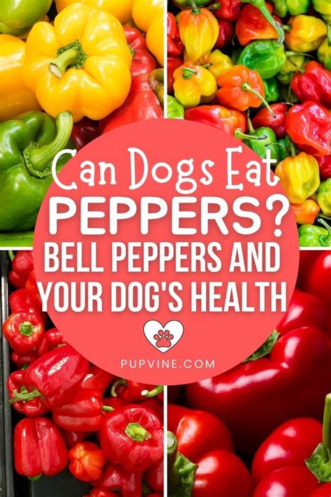 Can Dogs Eat Peppers Bell Peppers And Your Dog S Health Artofit