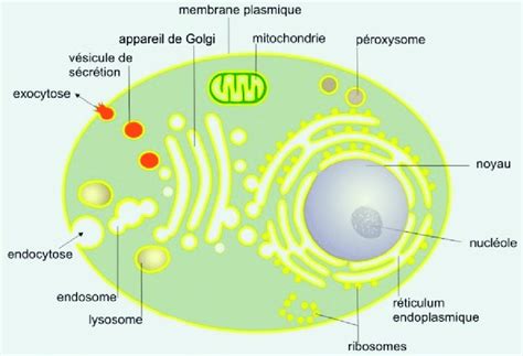 Sch Ma D Une Cellule Eucaryote Et De Ses Organites Diagram Quizlet