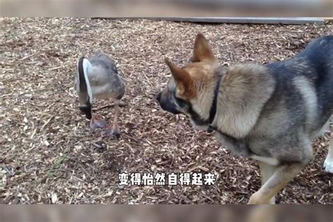 萌娃被大白鹅欺负，狗狗火气上来了，下一秒直接笑翻众人