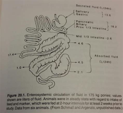 Intestinal Transport And Liver Physiology Lecture 52 Flashcards Quizlet