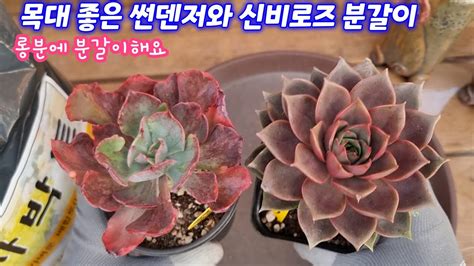 241112 🌹목대 좋은 썬덴저와 신비로즈 롱분에 분갈이해요🌹 꽃동산다육 010 3939 4304 사박토 010 3436