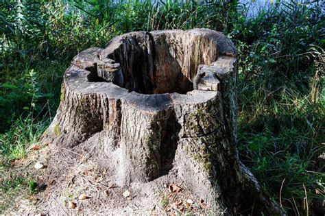 Hollow Tree Stump Stock Image Image Of Rough Nature