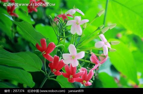 粉色使君子高清图片下载 红动中国