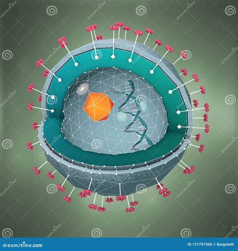 Cross Section Of A Hepatitis Pathogen With Dna Cell Nucleus And