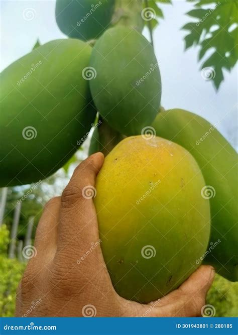 The Benefits Of Papaya Leaves Are To Improve Blood Circulation Royalty