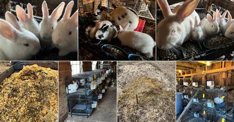 9 Reasons Why Rabbits Are The Greenest Meat Source Meat Rabbits