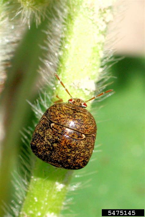 Kudzu Bug