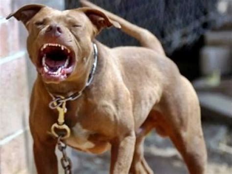 Mulher Leva 12 Pontos No Braço Após Ser Atacada Por Pitbull Em Tabira Blog Mais Pajeú