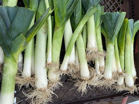 Prei Kweken Complete Beginnersgids Doemaarnatuurlijk