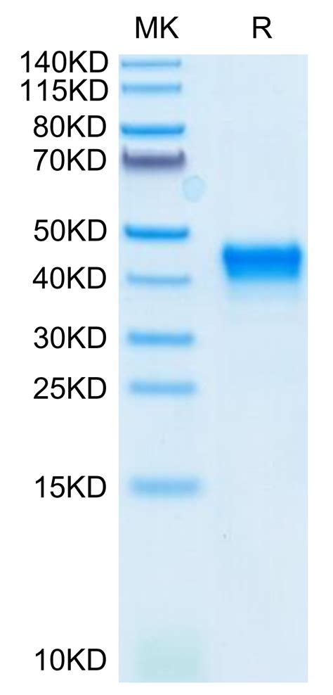 Mouse Cd38 Protein Cd3 Mm138 Kactus