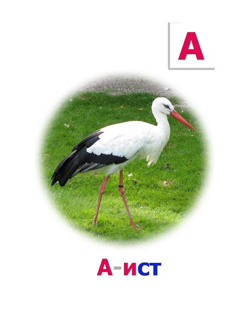 АЛФАВИТ животные