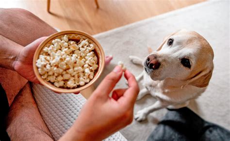 Es Seguro Darle Palomitas A Tu Perro Mascotario