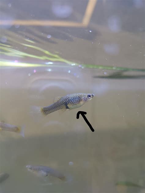 Single White Spot On Guppy Fin Is It Ich Too Soon To Tell If Yes