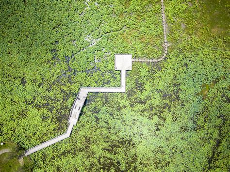图植物素材 图植物模板 图植物图片免费下载 设图网