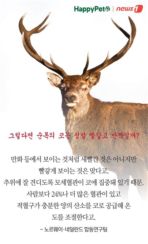 [펫카드] 크리스마스 명물 루돌프 오해와 진실 뉴스1