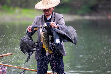 渔夫与鱼鹰摄影图片江西婺源风光摄影 黎明视野 太平洋电脑网摄影部落