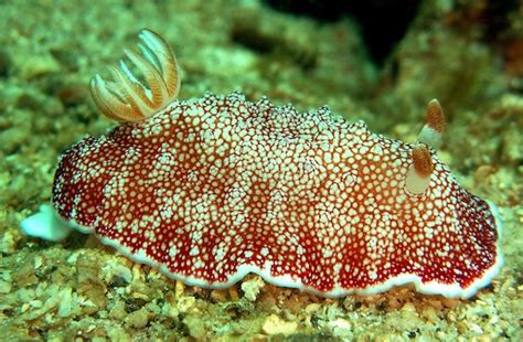 This Sea Slug Discards Its Penis After Sex And Grows Another