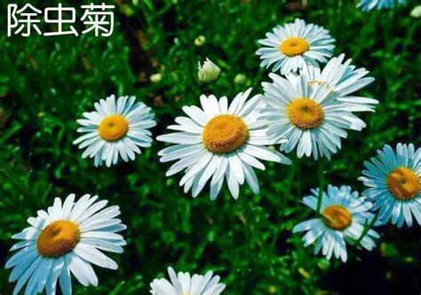 除虫菊苗じょちゅうぎくピレスラム白花ホワイトガーデン株分け苗3苗シロバナムシヨケギク送料無料