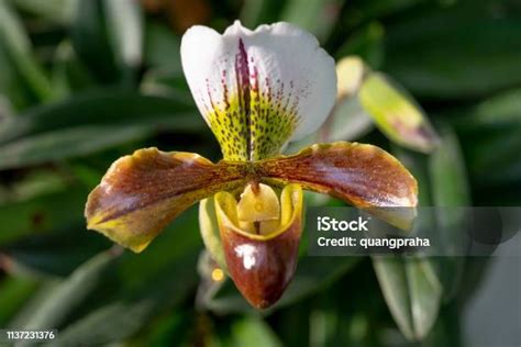 Paphiopedilum Delenatii 베트남 야생 난초 흰색과 분홍색 꽃입니다 아름 다운 난초 꽃 클로즈업 디테일 계절에