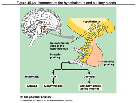 Ppt Endocrine Control Of Osmolarity Antidiuretic Hormone Adh Aldosterone Atrial Natriuretic