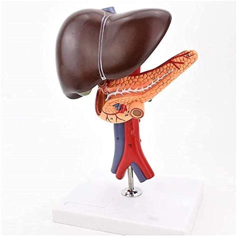 Buy Life Size Liver Organ Model Anatomy Model Liver Pancreas And