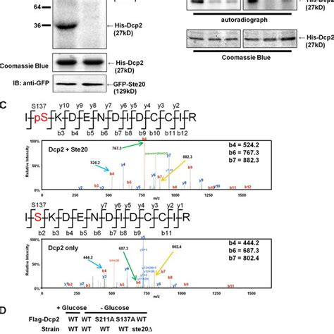 Dcp2 Phosphorylation Affects Stress Granule But Not P Body Formation Download Scientific