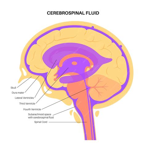 Premium Vector Ventricular System