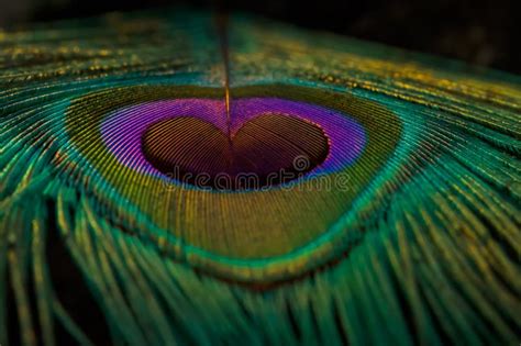 Peacock Feather Peafowl Feather Closeup Stock Image Image Of