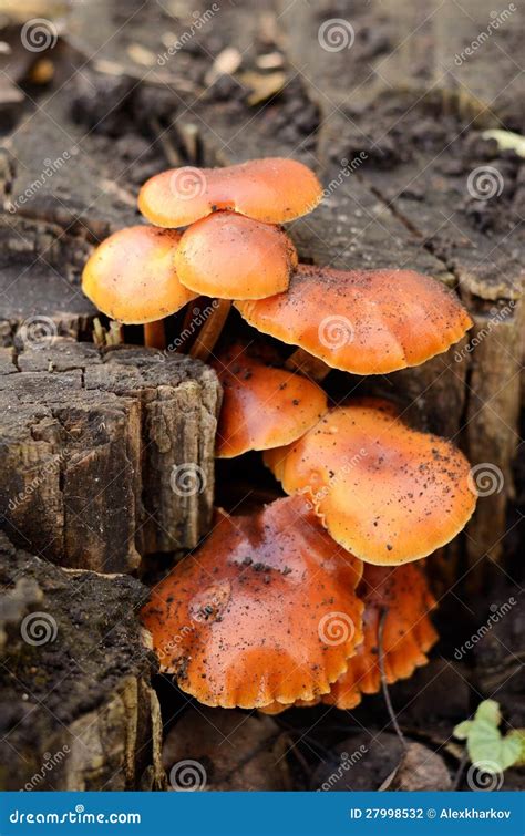 Honey Fungus On The Stump Stock Photo Image Of Climate