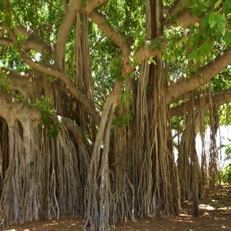 Aerial Roots Overview Function Plants Lesson Study