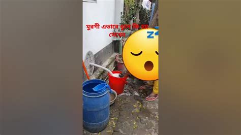 মুরগী কে সাবান পানি দিয়ে এভাবে ধুতে দেখেছেন Youtube