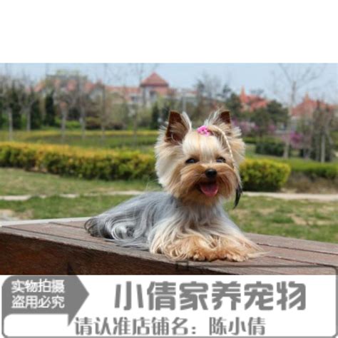 上海出售纯种约克夏梗幼犬金头银背甜美乖巧宠物狗茶杯约克夏犬n家养精品萌宠屋