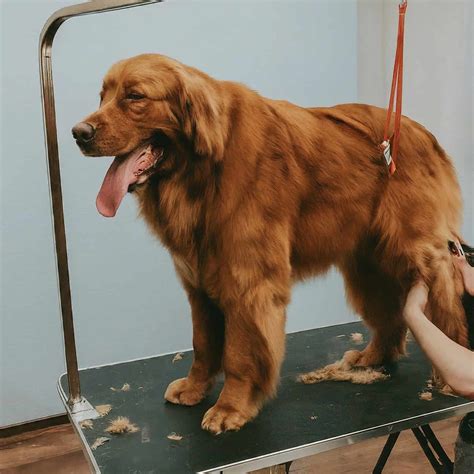 Advanced Techniques For Dog Grooming With Scissors Dog Grooming