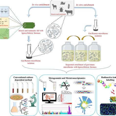 A Schematic Representation Of Fermentation Strategy Adapted For Second