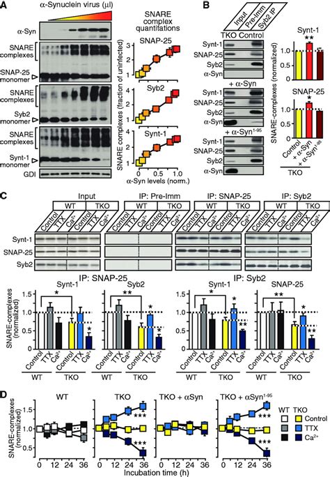 A Synuclein Boosts Snare Complex Assembly During Synaptic Activity A