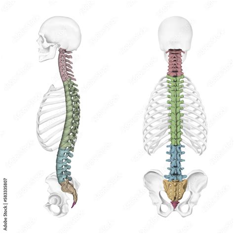 척추 구조 메디컬일러스트 Stock イラスト Adobe Stock