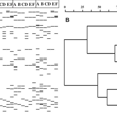 A Rflp Patterns Obtained After The Cleavage Of Alkb Pcr Products With