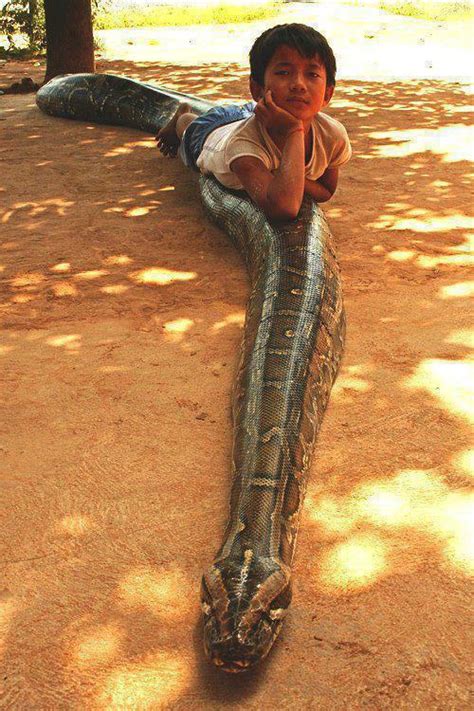 Amazing Things In The World Beautiful Giant Python